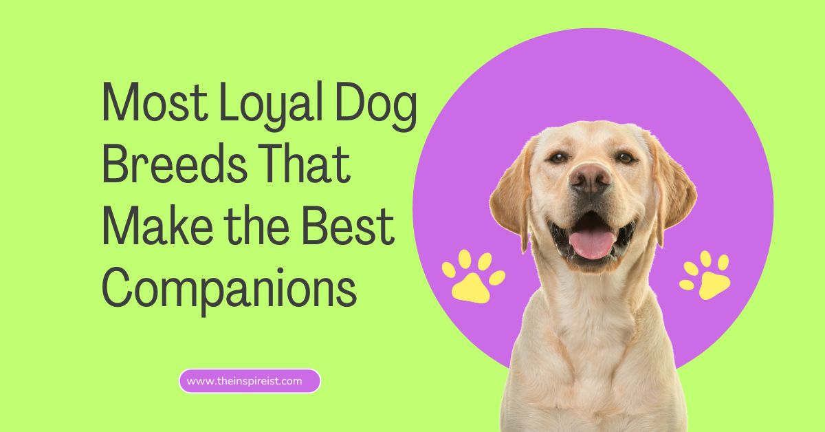 Most Loyal Dog Breeds That Make the Best Companions